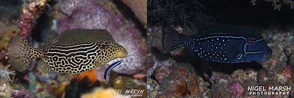 Sorting the Boxfishes